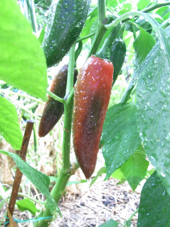 Garden amateur: What to do with too many chillies