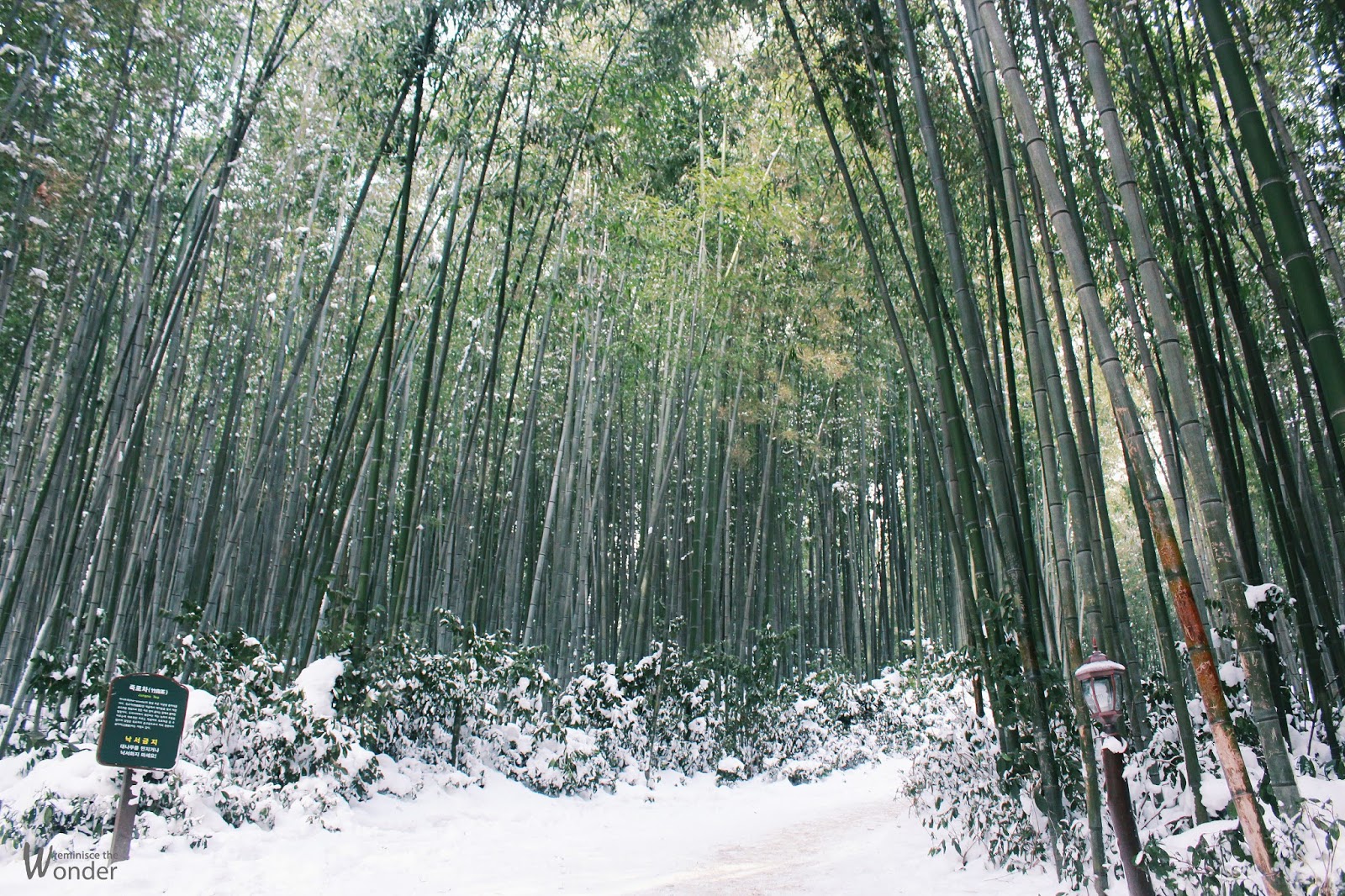 Winter Wonderland in Damyang Pt. 4 - Juknokwon Bamboo Forest (죽녹원 ...