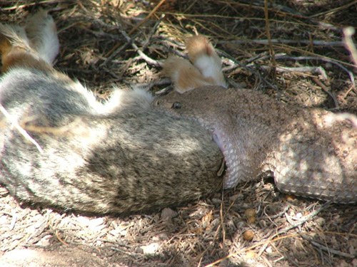 Ophidiophilia: The 250 lb. Hamburger