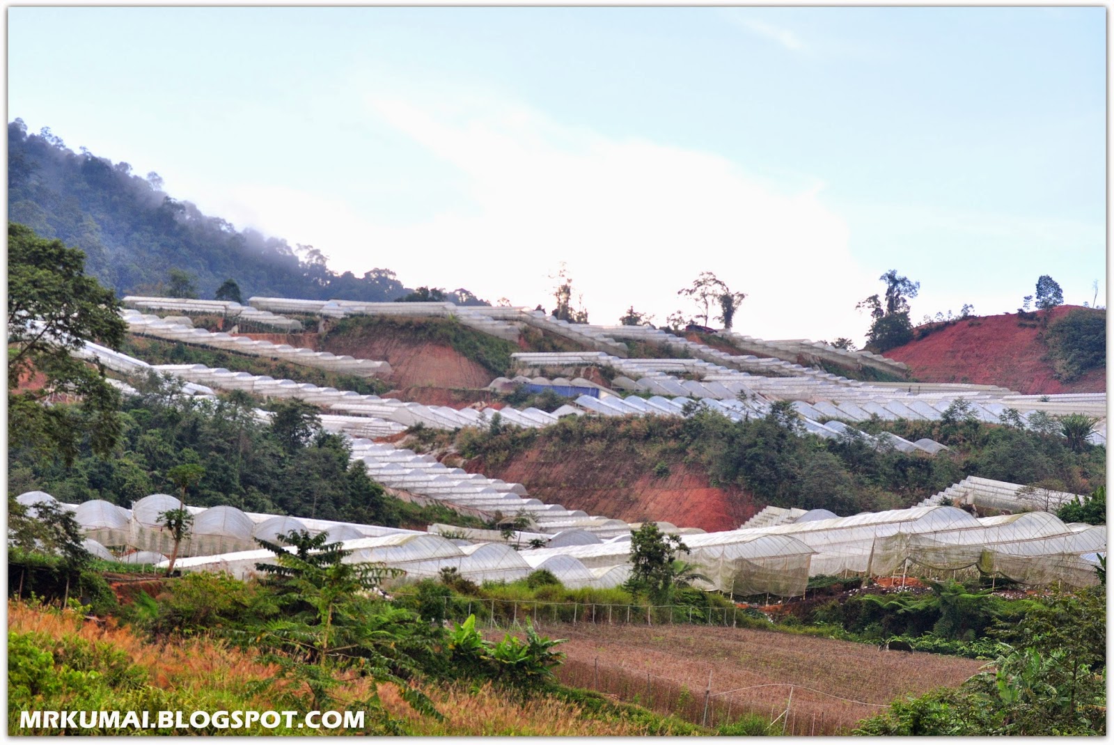 mrkumai.blogspot.com: Pemandangan Kebun-kebun sayur @ Daerah Kecil Lojing