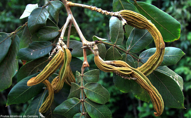 PLANT FAMILIES OF PUERTO RICO AND FLORIDA PAPO VIVES: FABACEAE ...