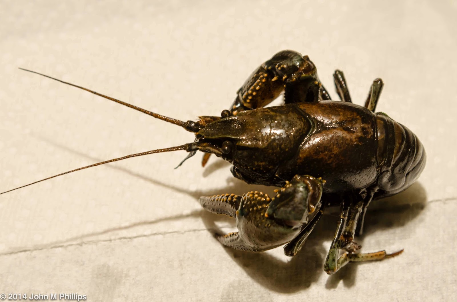 SKEPTIC PHOTO: CRAWFISHING AT STRAWBERRY RESERVOIR