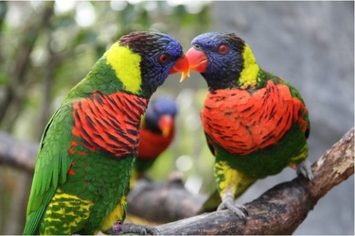 HD Animals: Australian parrots