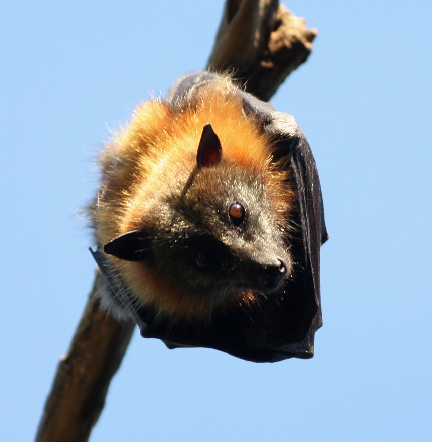 Mark James Pearson: Bits & (Mega)bats from the Botanical Gardens