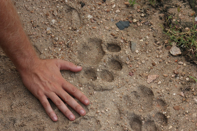 The Show and Tell Nature Blog: Some More Big Critters