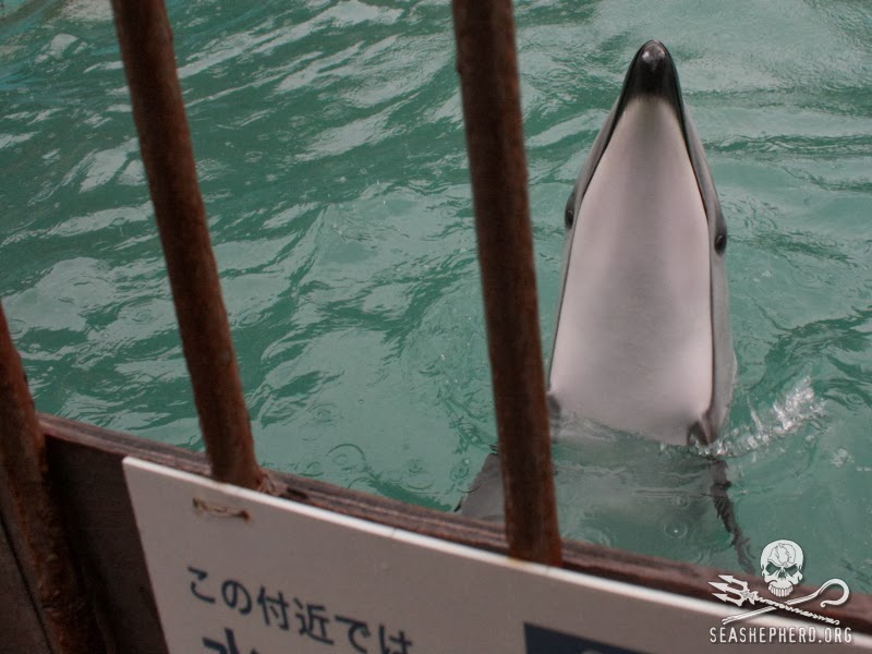 Captive Cetaceans Tragically Sad: Seaworld's Collaboration in the Wild ...