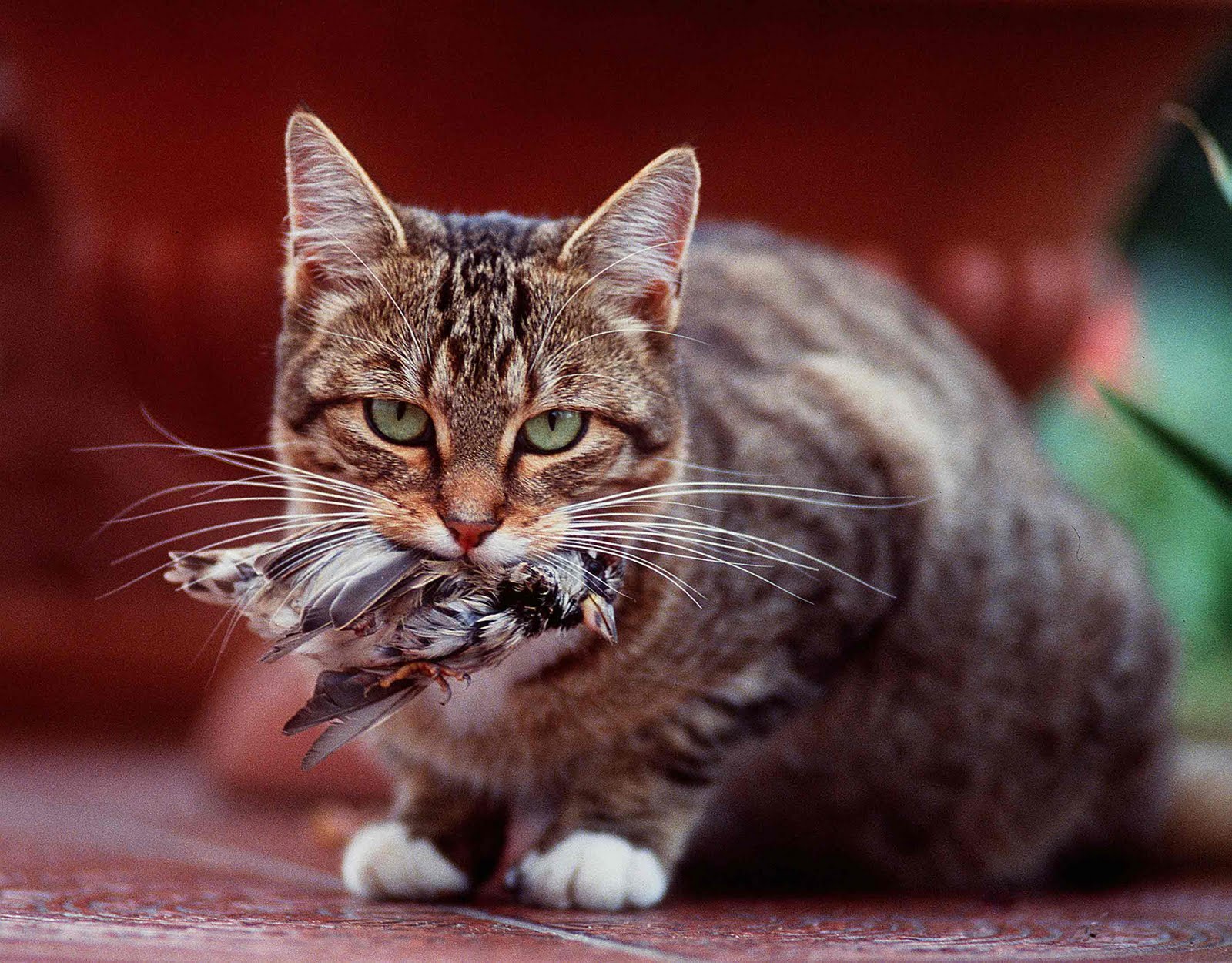 Strange Fun Cat Facts