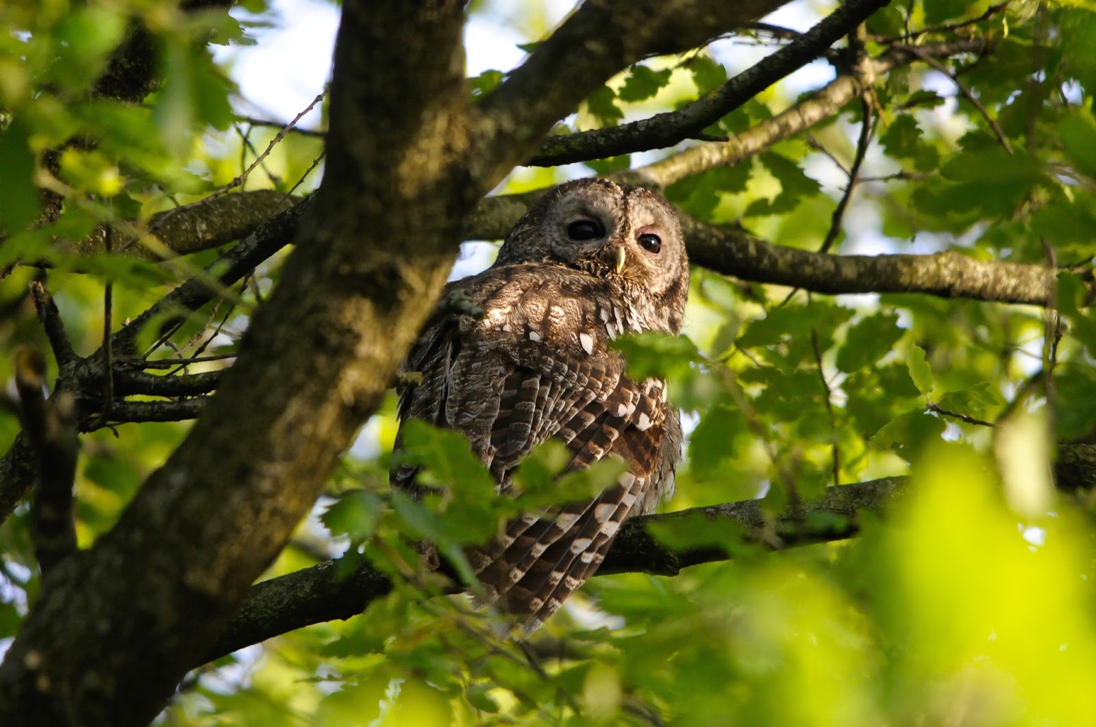 EL NIDO DEL XUAN: CÁRABO COMÚN. (Strix aluco)