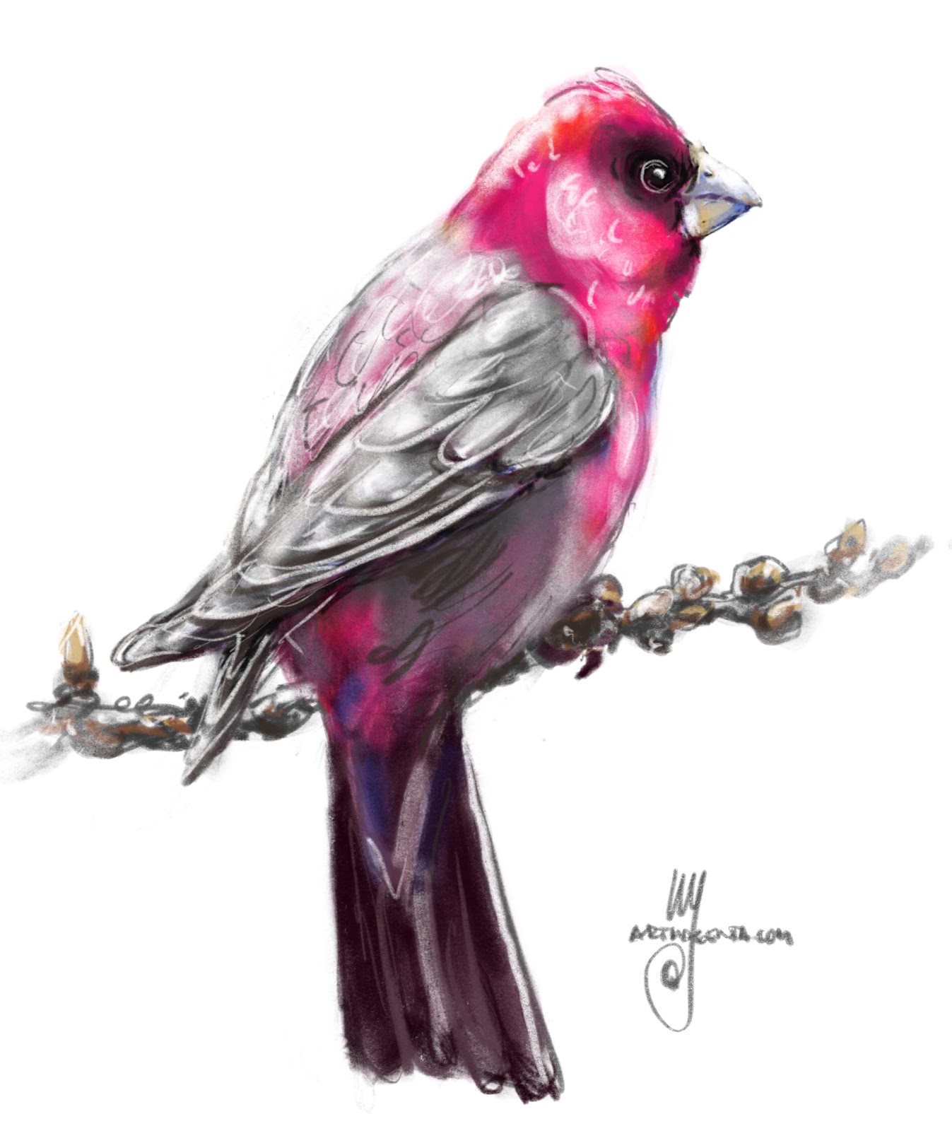 Birds: Rosefinch