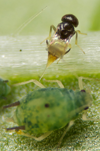 ムシをデザインしたのはダレ？: ツヤコバチ科 ( Aphelinus sp. ) 産卵 と Host feeding