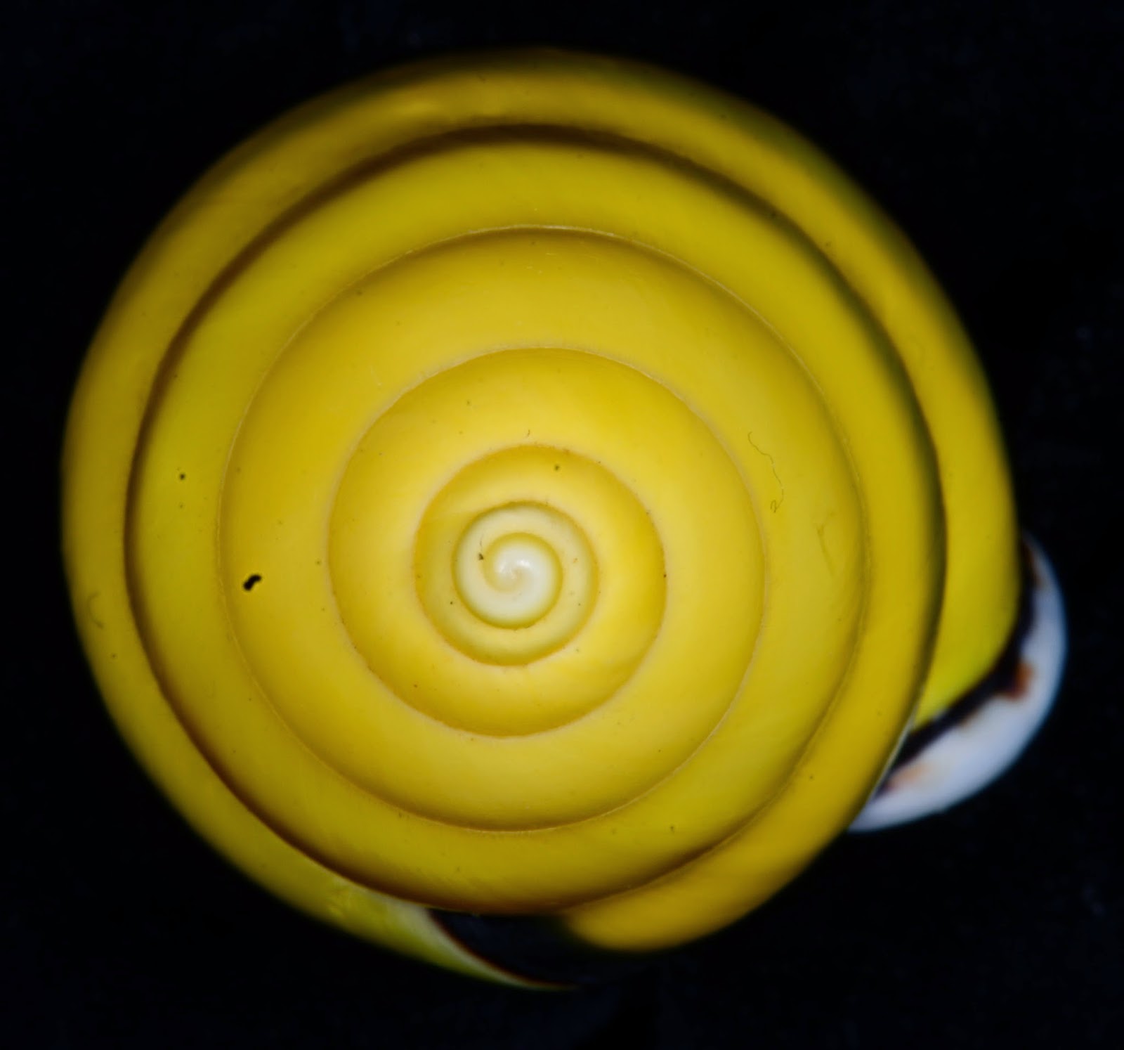 Dr. Lee's Gallery Museum: Amphidromus perversus butoti color form ...