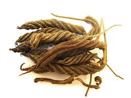 KAYU ULES dan KAYU RAPAT | Tanaman Obat Keluarga