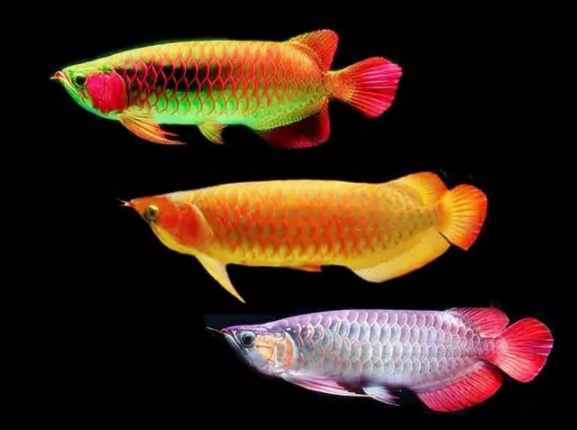 Freshwater aquarium fish that are easily maintained and most popular in ...