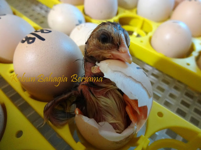 Kebun Bahagia Bersama: The First Ayam Botak Supper