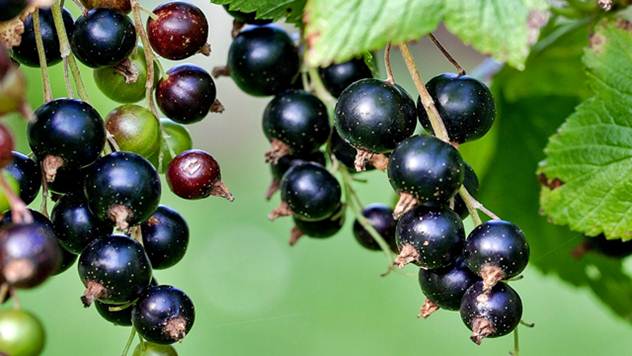 RIBIZLA CRNA I CRVENA - TOP VIJESTI