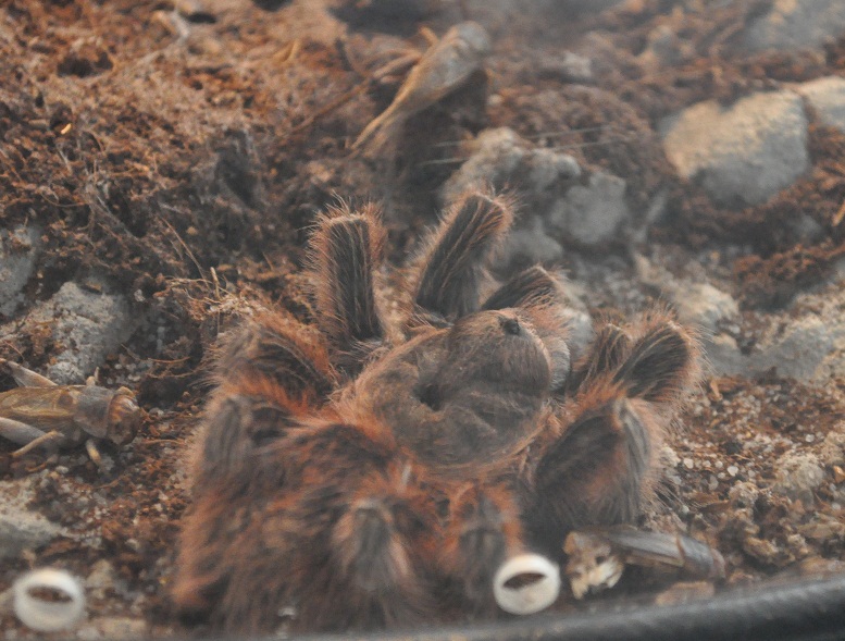 ZOOTOGRAFIANDO (6.096 ANIMALS): MIGALA GIGANTE DE KENIA (Pelinobius ...
