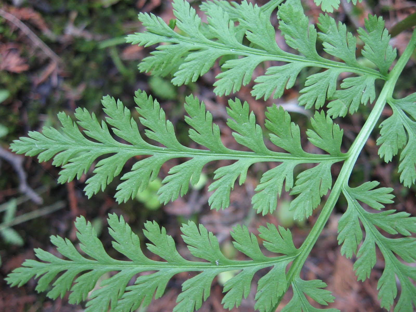 Tangled Web: The Ferns of our Fields, Forests and Fens