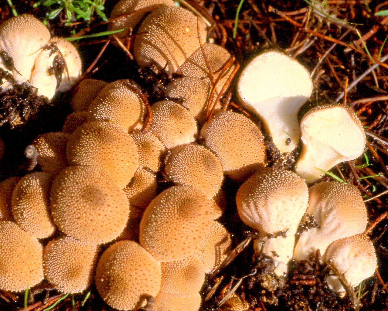 Setas Extremadura : Lycoperdon Perlatum