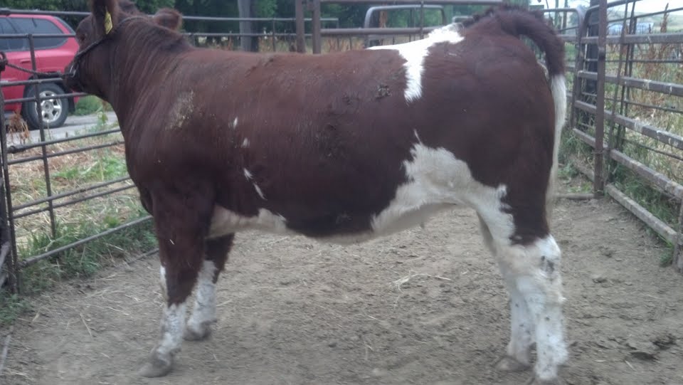 Muddy Creek Show Cattle: Bojo Heifer