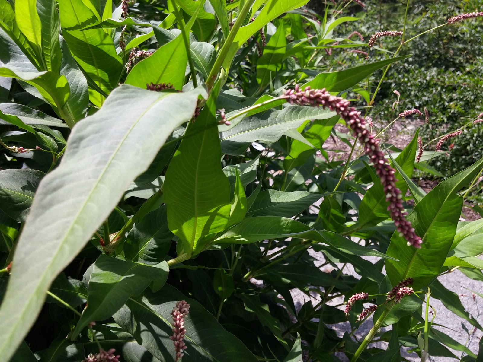 Welcome to the Pitt County Arboretum: AMARANTH - Not Your Usual ...