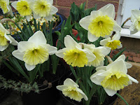 Plant Profiles: Daffodils