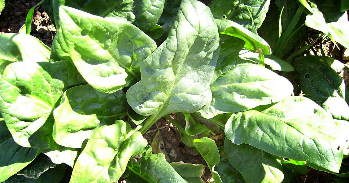 Manfaat Bayam Untuk Membentuk Otot Dan Meningkatkan Tenaga