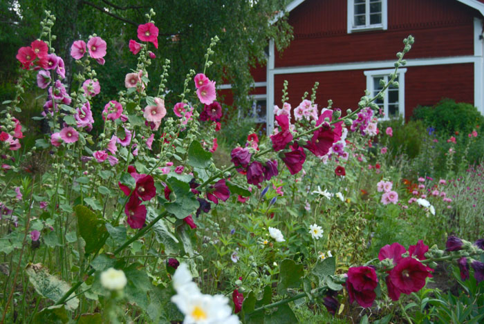 Broderamera Barbrok: Mina stockrosor