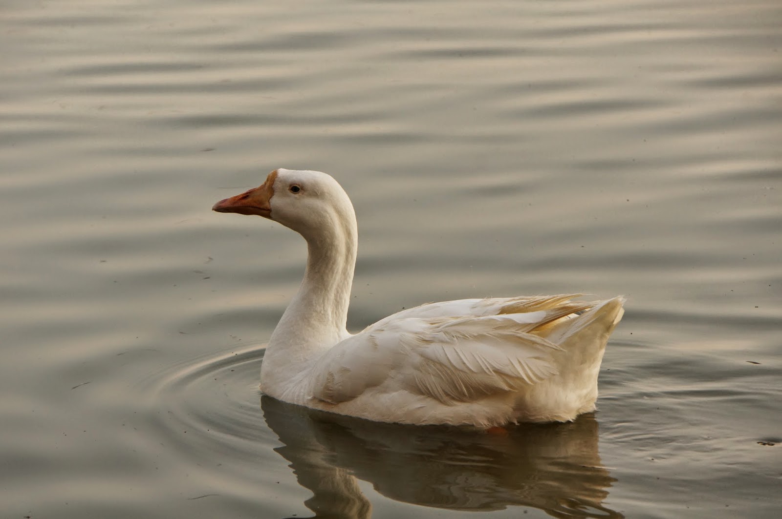 Tyler's Travel Blog: #10) Roaming through Rajasthan