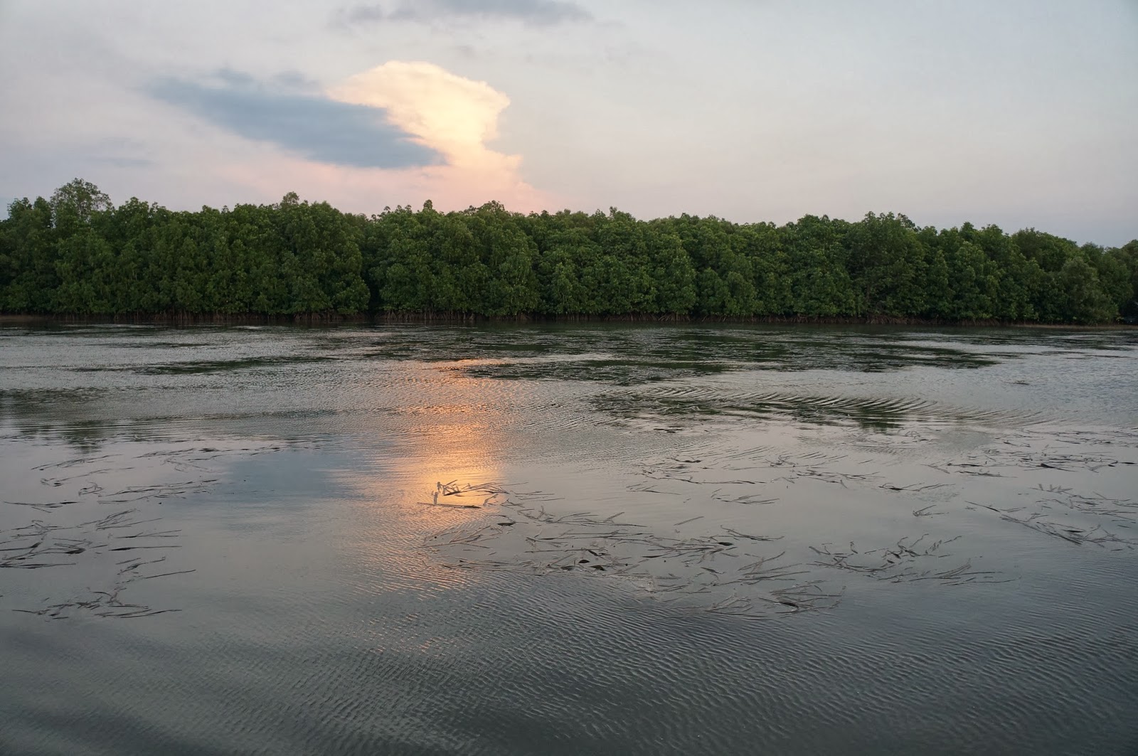Mangrove In The Philippines Ang Pulo Sa Kilitisan Calatagan Batangas Calabarzon Region