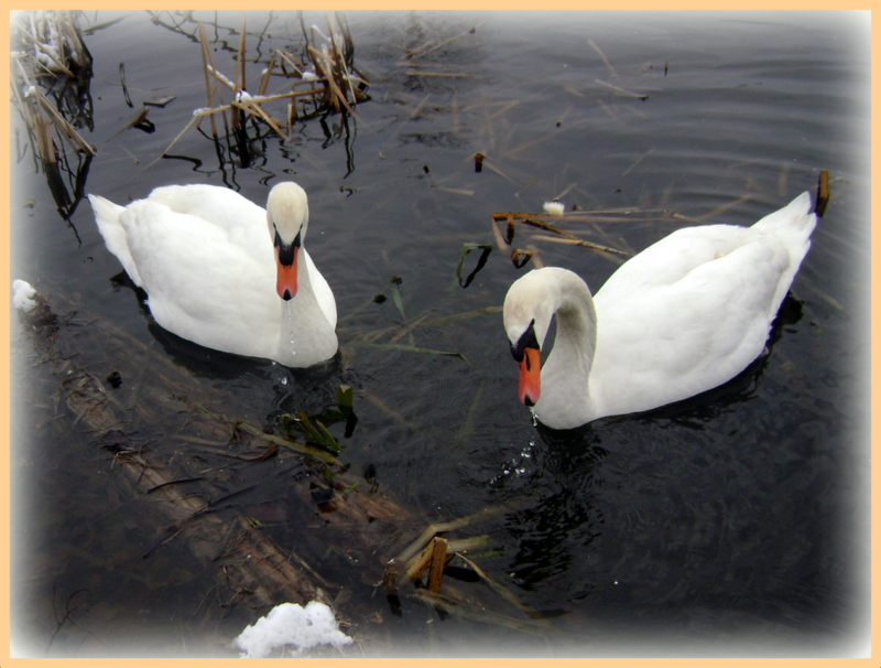 ružičasti dupin: CRVENOKLJUNI LABUD (CYGNUS OLOR)