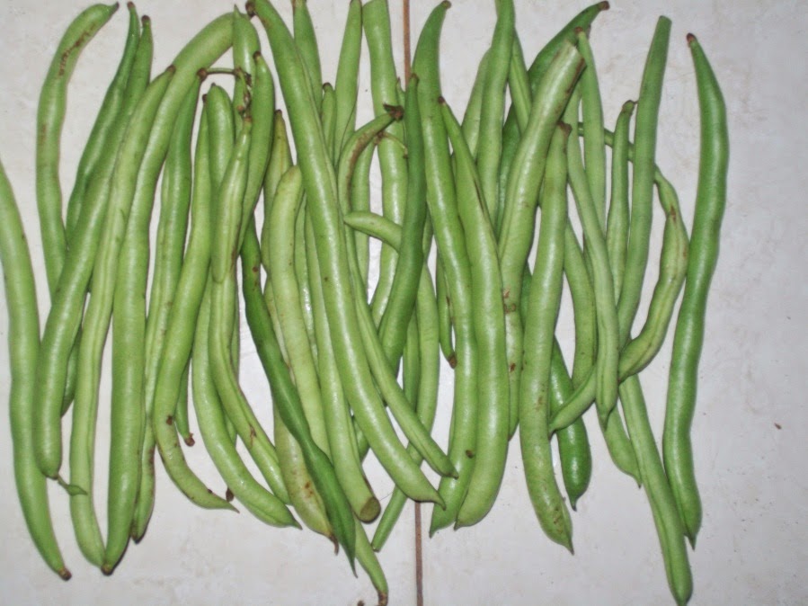 CARA MENANAM DAN BUDIDAYA BUNCIS | Pertanian