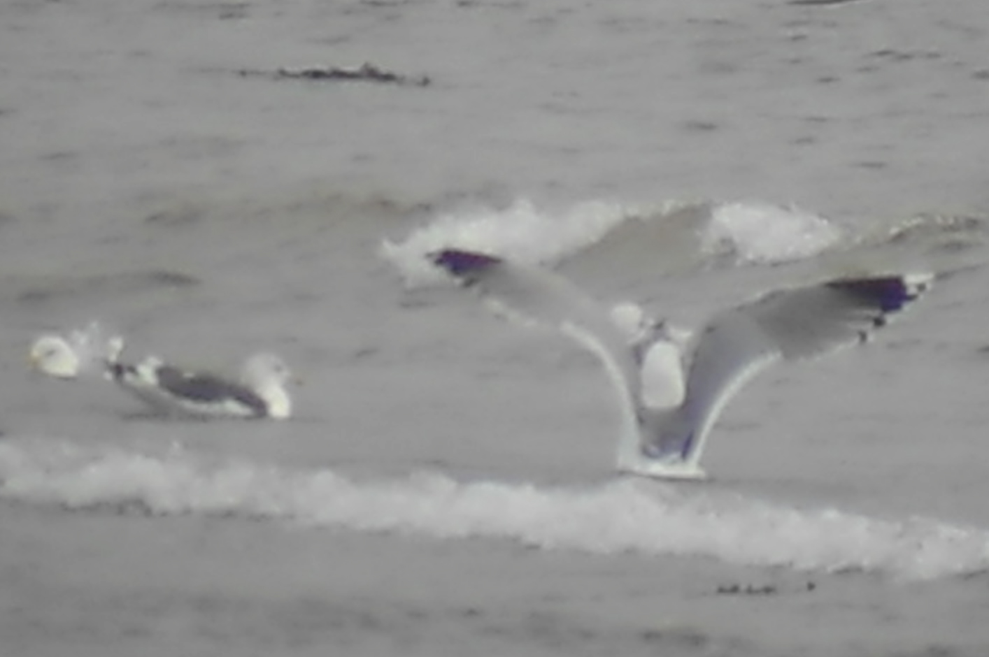 Pembrokeshire Birds: Hen harrier, Lapland buntings, Marloes and Yellow ...