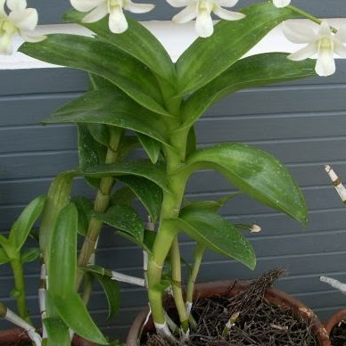 Anggrek Hutan √ Jenis Bunga Anggrek - Tanaman Hias