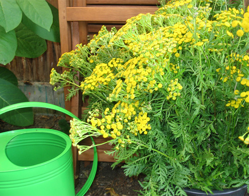 VildeFarver: Blade fra rejnfan - tanacetum vulgare