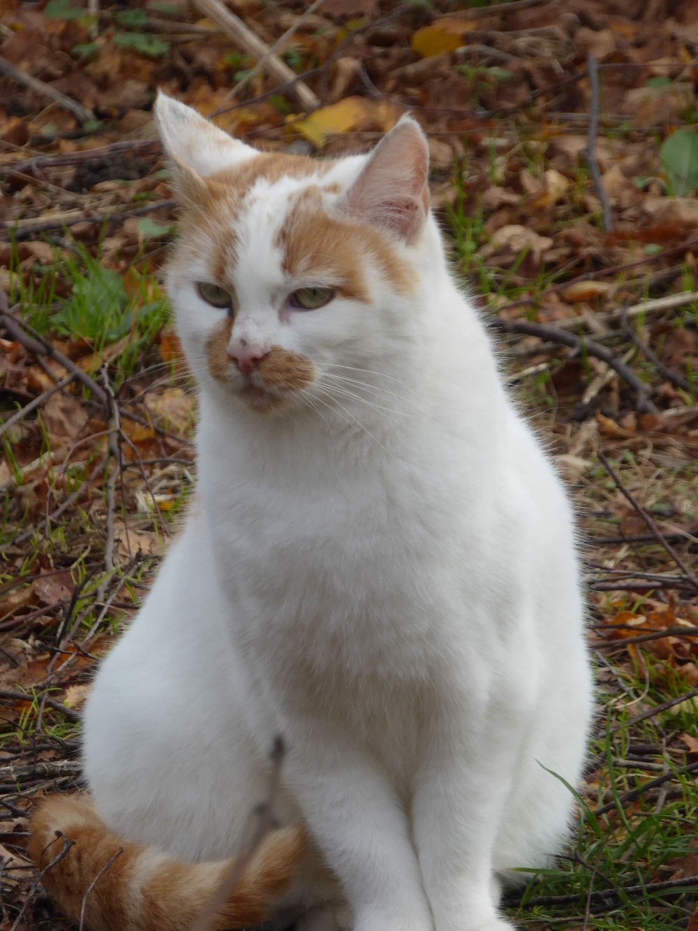 Association L'Arbrachats: Shy, jeune chatte blanche et rousse cherche ...