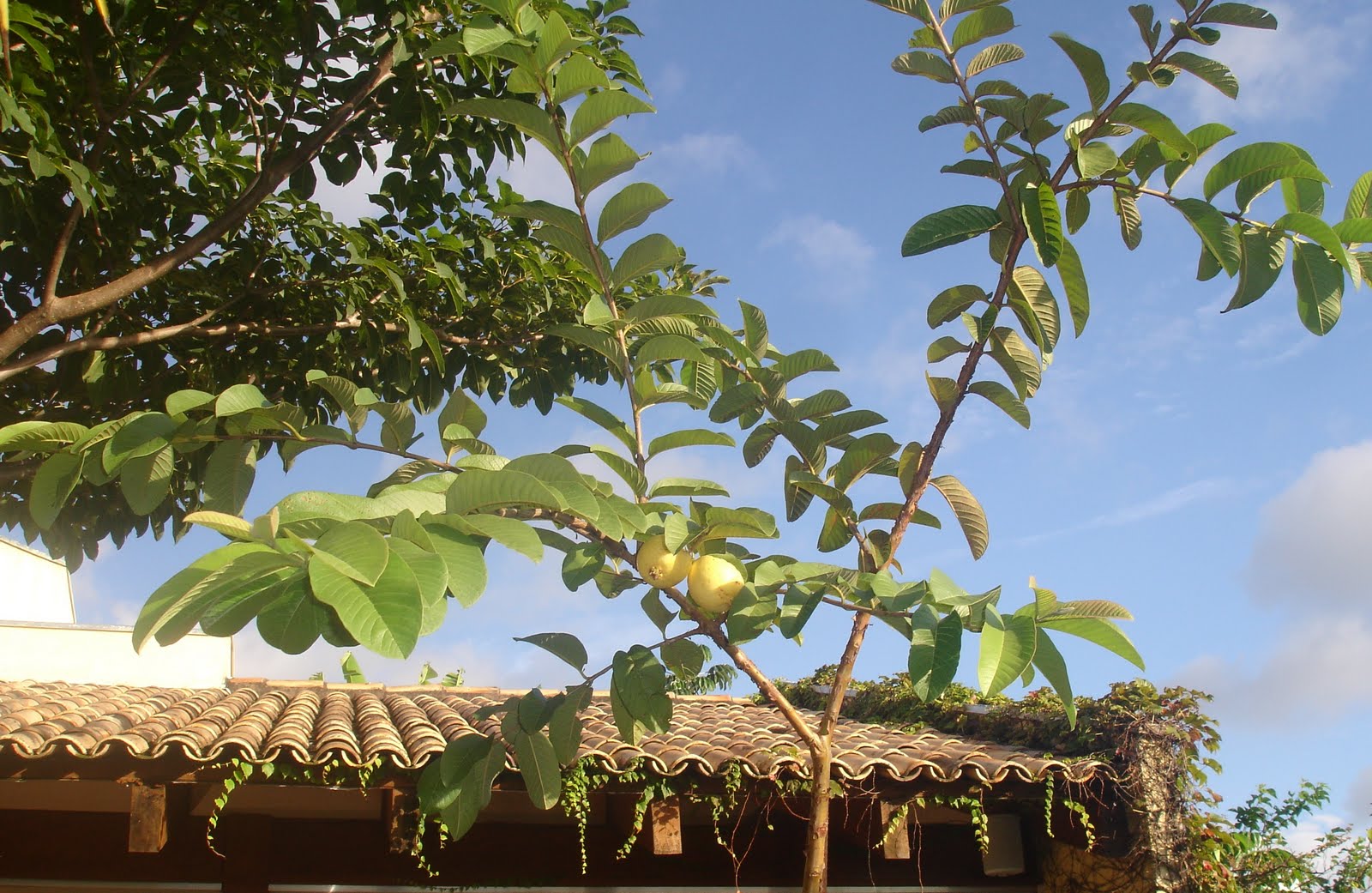 SABOR DE MABOQUE: Mais uma do meu jardim II
