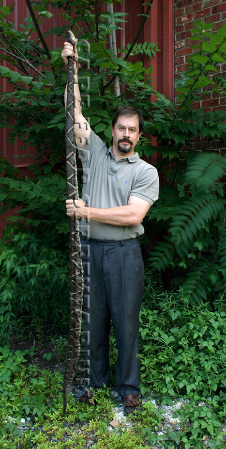 serpientes venenosas: El tamaño importa: Gigantes venenosos.