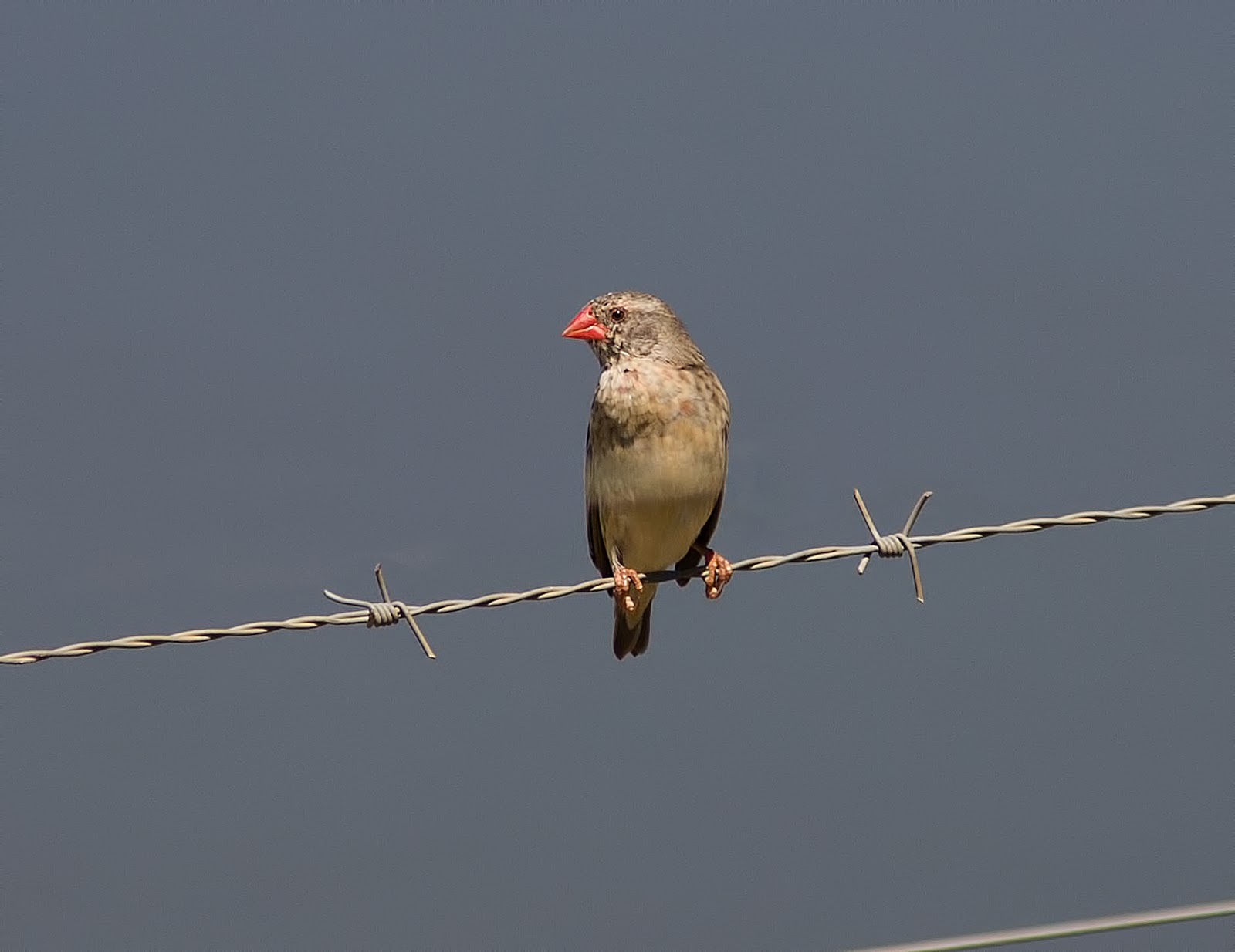 vaping mothman: BIRDS OF MY TRIP TO SOUTH AFRICA PART 1