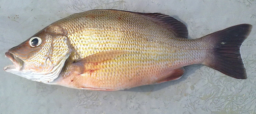 KENALI IKAN LAUT KITA: JENAHAK JALUR KUNING