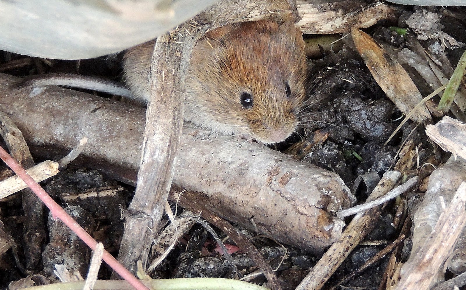 About a Brook: February 2016