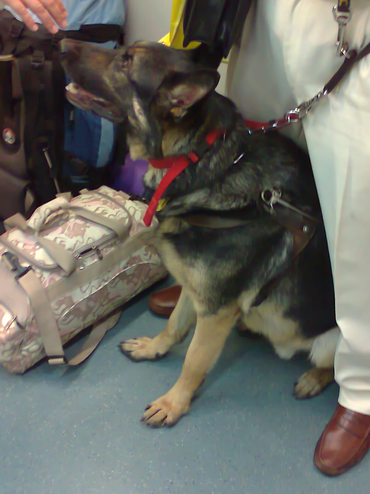 Las ensoñaciones del paseante solitario: El perro lazarillo en el metro ...