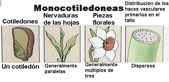 BIOLOGÍA II UVL 2017: Gimnospermas y Angiospermas