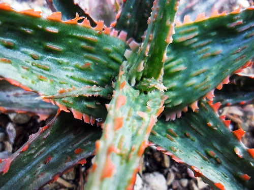 Thaisucculents: Aloe spike