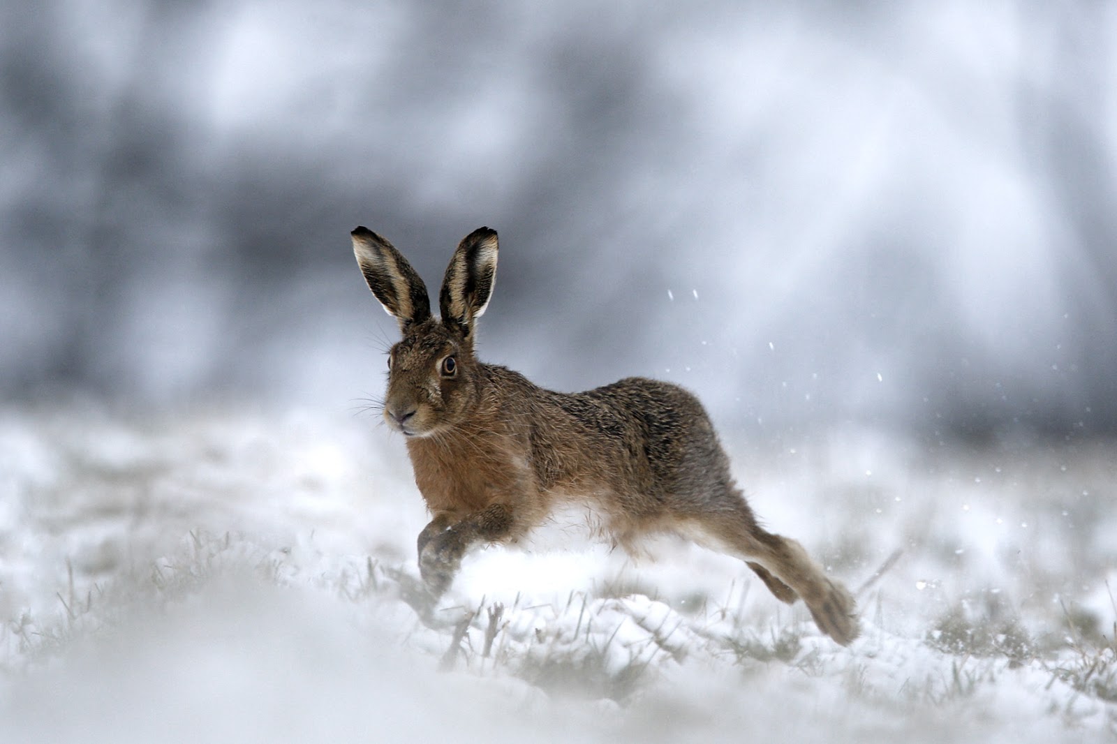 Dig Deeper: To hold with the hare and run with the hounds