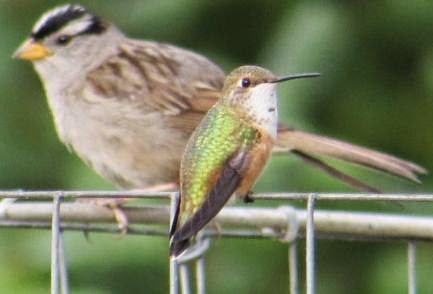 Garden Grumbles and Cross Stitch Fumbles: Hummingbird Saturday