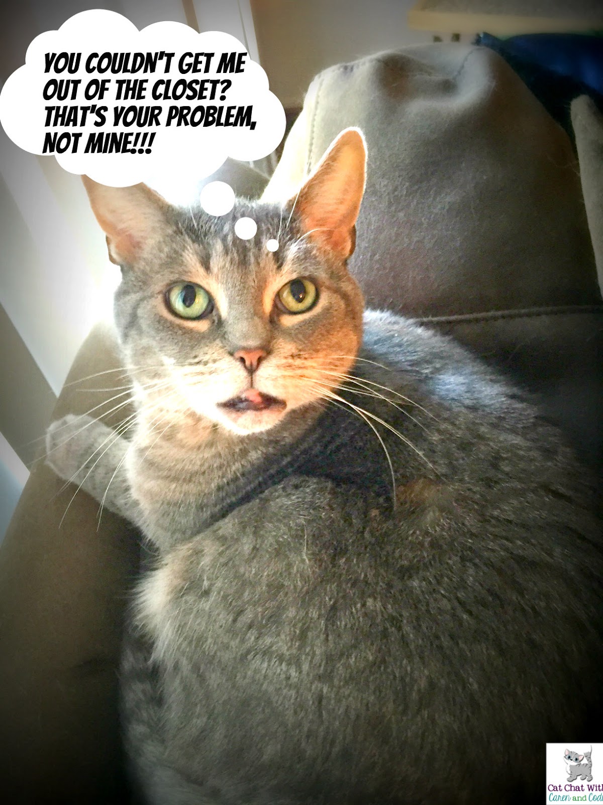 Cat and DOG Chat With Caren: Cat Offers 3 Tips On How To Avoid: Take ...