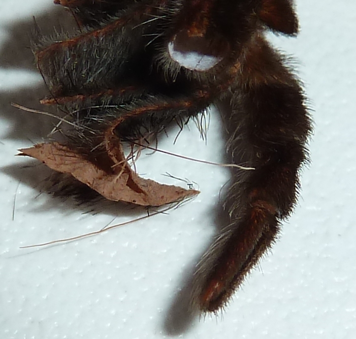 Dave Hubble's ecology spot: Tarantula anatomy III: the appendages