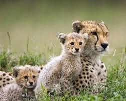Wild Animals | Swahili