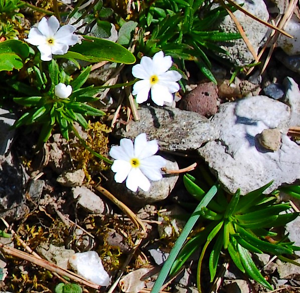 Flore sauvage en Suisse (et Jardins botaniques): ANDROSACE LACTEA L.