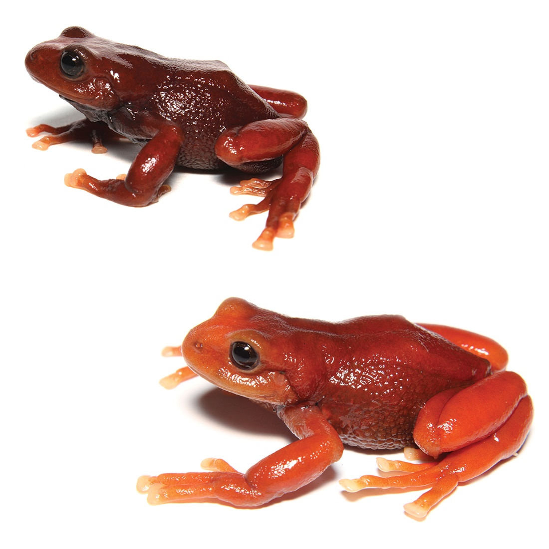 Species New to Science: [Herpetology • 2018] Pristimantis erythros • A ...